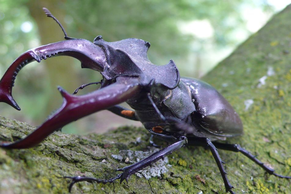 Vliegend hert | Landschap Overijssel